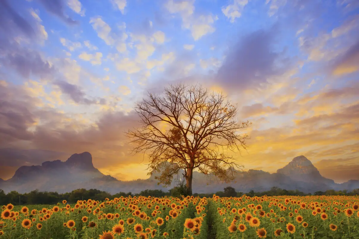 Clean Air Month: Why We Should Care About Air Quality – Plentiful Air